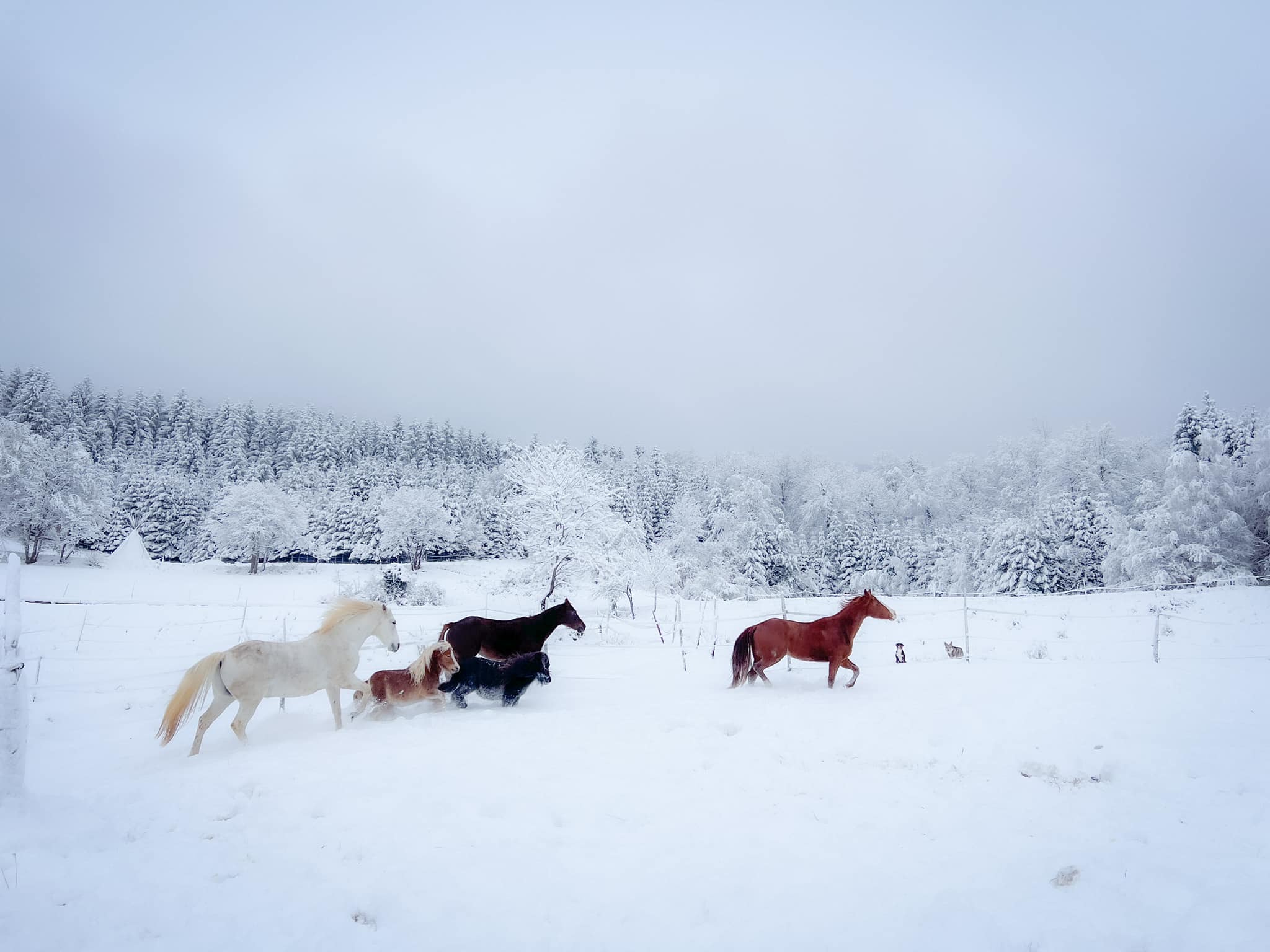 KONJI & IKARO – ISA MEA SI